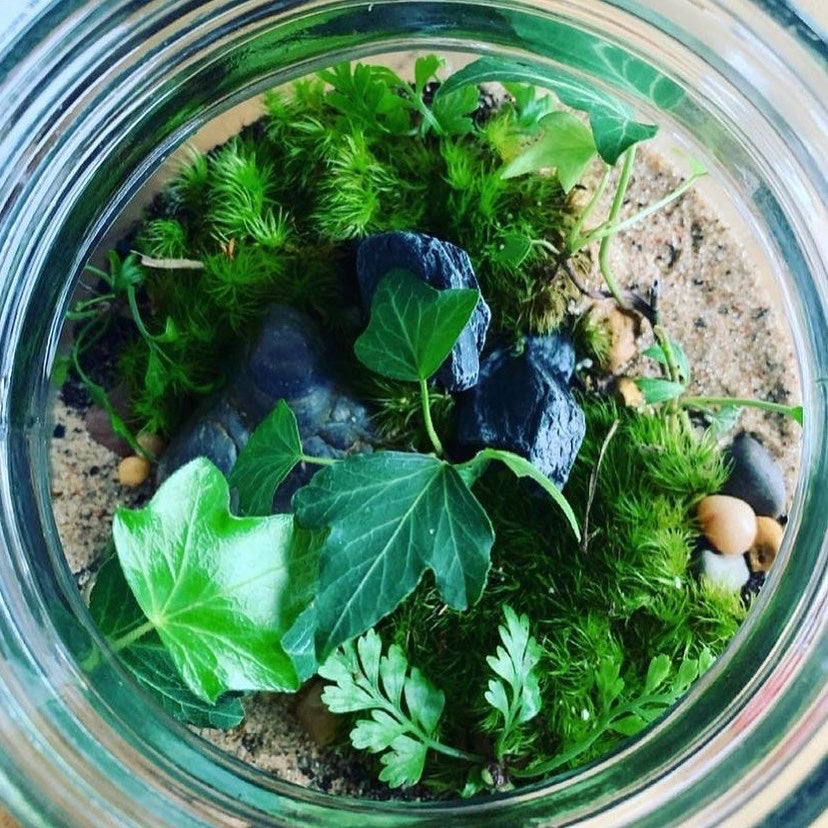 Terrarium Building Workshop – TERRACE